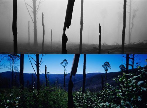 Black Saturday: before and after - Australian Geographic