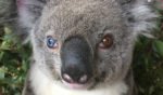 Meet Bowie, the koala with a special eye oddity - Australian Geographic