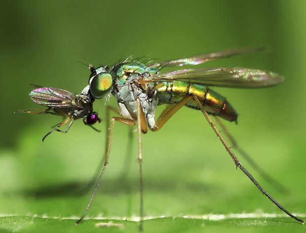 Gallery: Awards for best science and nature photos - Australian Geographic