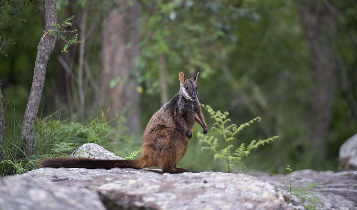 Australian Wallabies