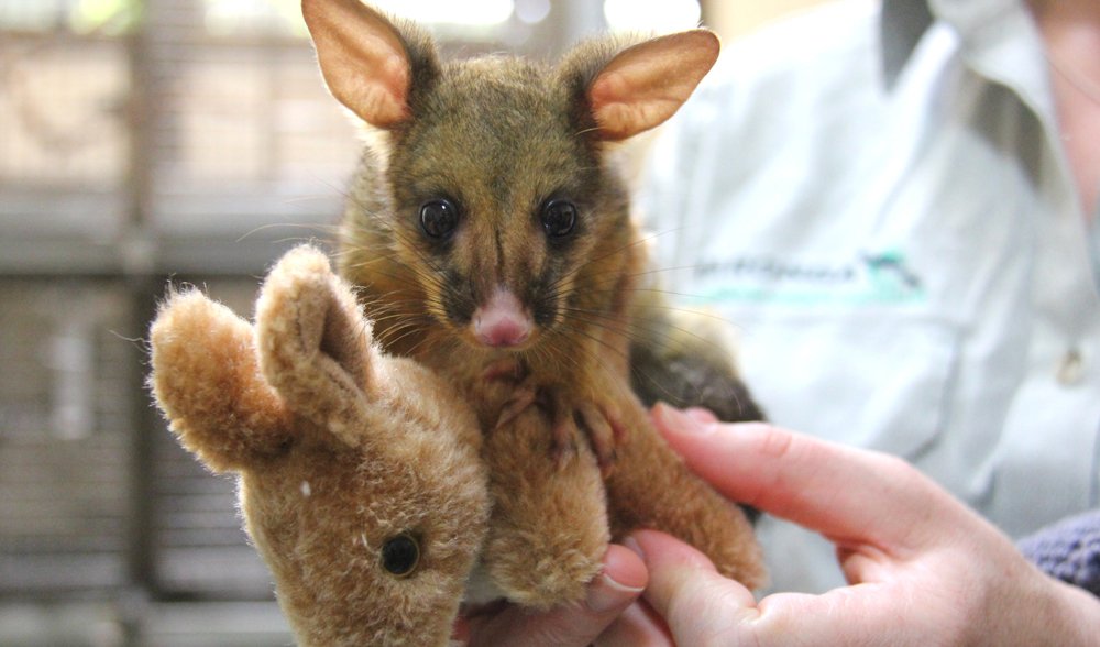 Gallery: Rescued possums making strong recovery - Australian Geographic