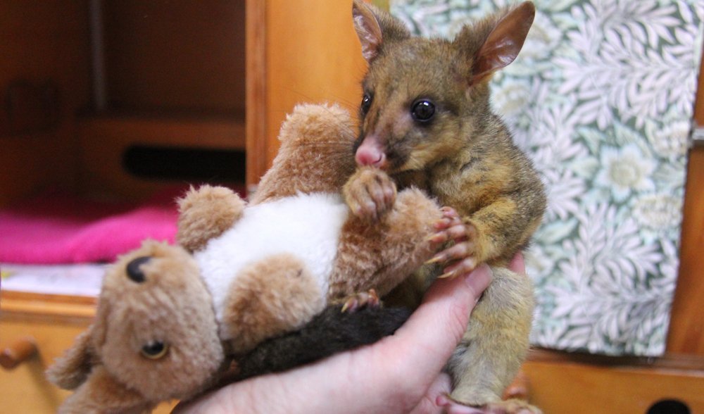 Gallery: Rescued possums making strong recovery - Australian Geographic