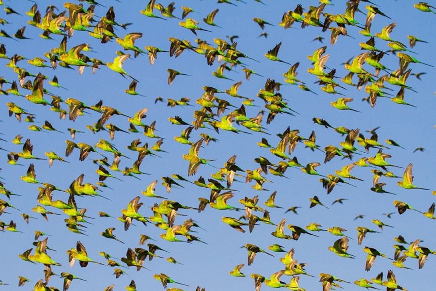 GALLERY: Stunning flocks of budgies in outback Australia - Australian ...