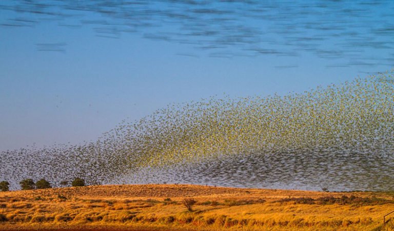 GALLERY: Stunning flocks of budgies in outback Australia - Australian ...