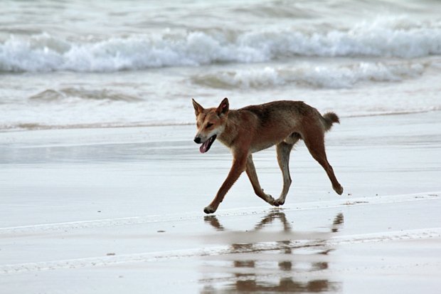 Gallery: Fraser Island, Queensland - Australian Geographic