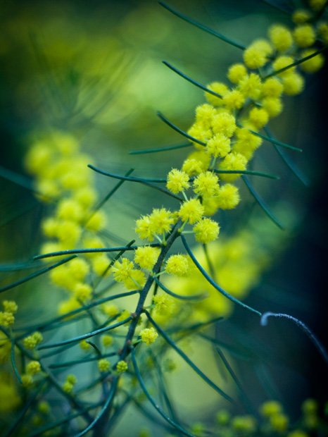 Gallery: Australia's National Treasures - Australian Geographic