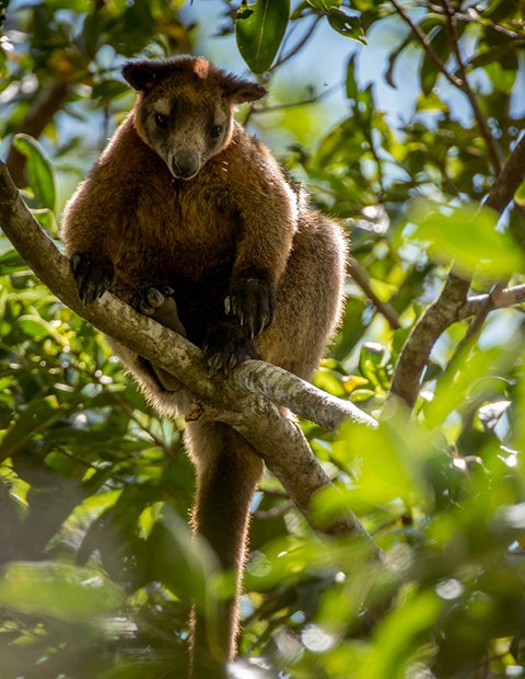 Gallery: Tree-kangaroos - Australian Geographic