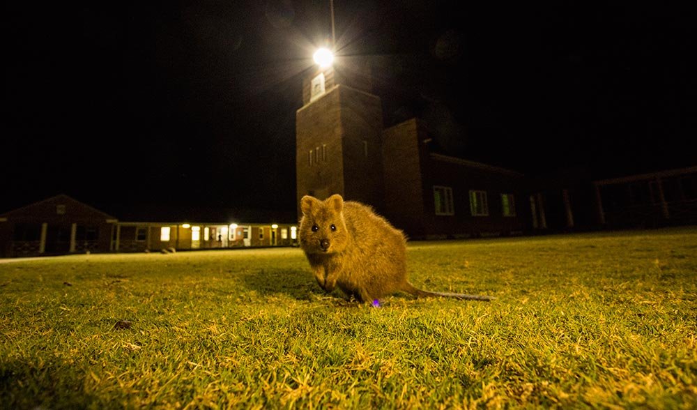 Gallery: Rottnest Island - Australian Geographic