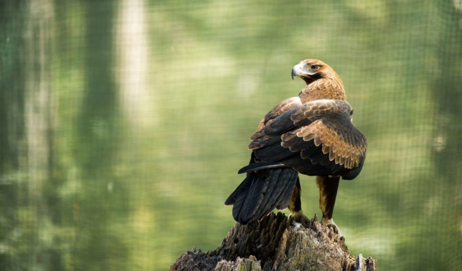 GALLERY: Raptor rehab - Australian Geographic