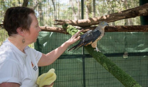 GALLERY: Raptor rehab - Australian Geographic
