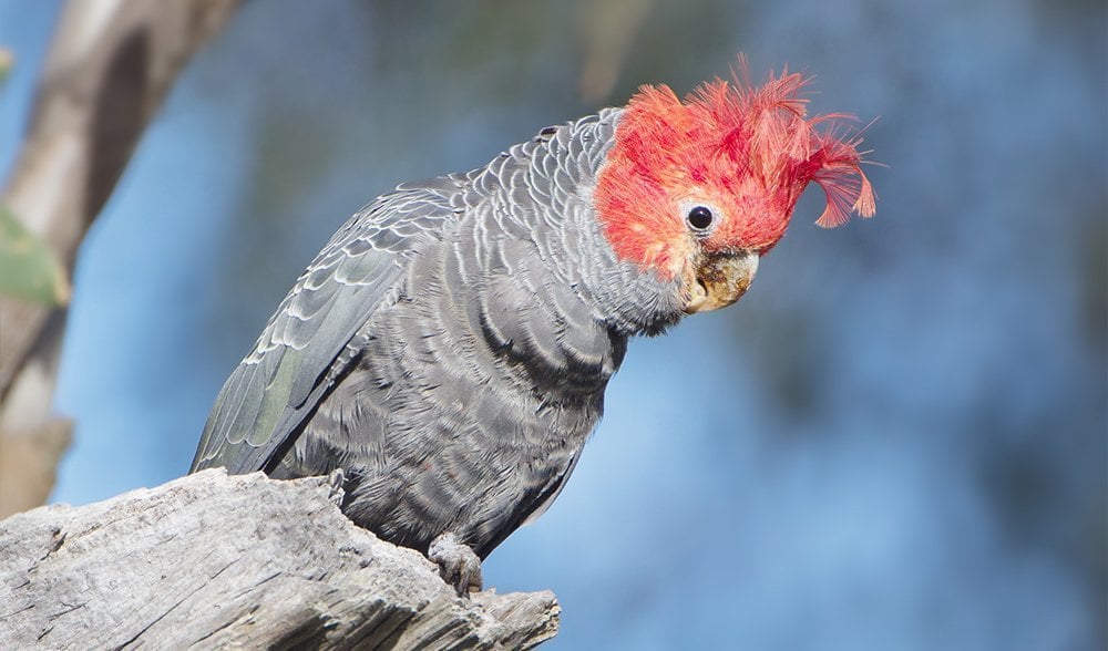 Australia's animal emblems