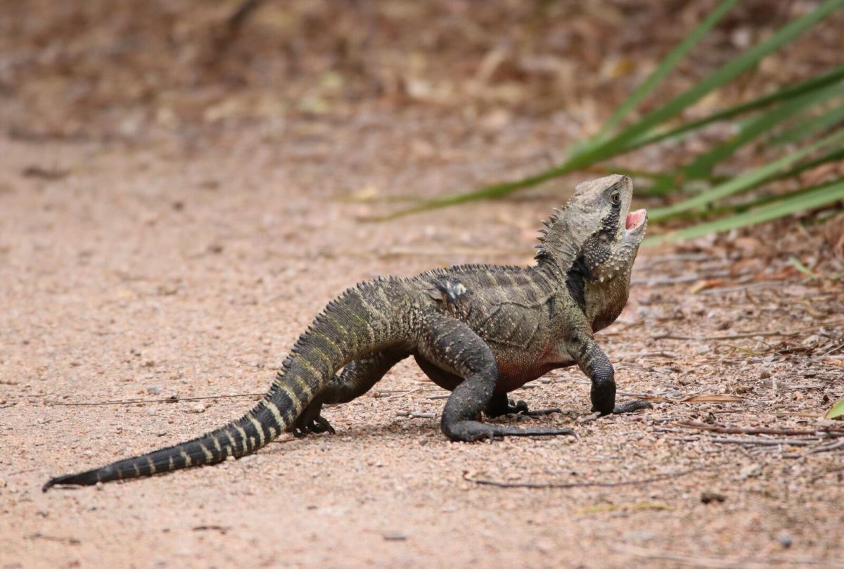 Battle of the water dragons - Australian Geographic