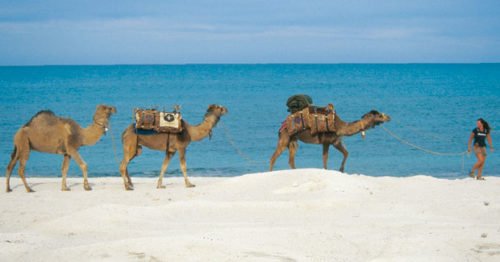 From Alice Spring to Shark Bay: A camel odyssey - Australian Geographic