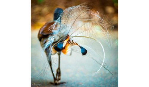 AG Nature Photographer of the Year 2018: Animal portrait shortlist ...