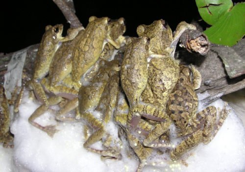 Harmonious orgy is winning formula for frogs - Australian Geographic