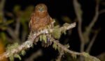 The owls of Australia - Australian Geographic