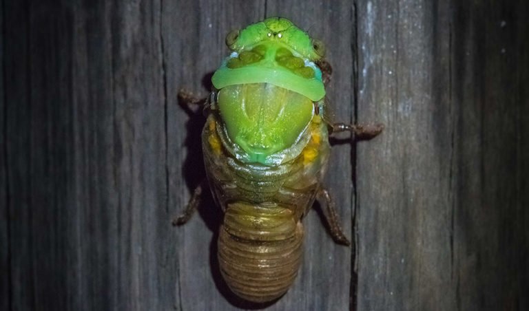 Time lapse: watch an entrancing video of a cicada shedding its crunchy ...
