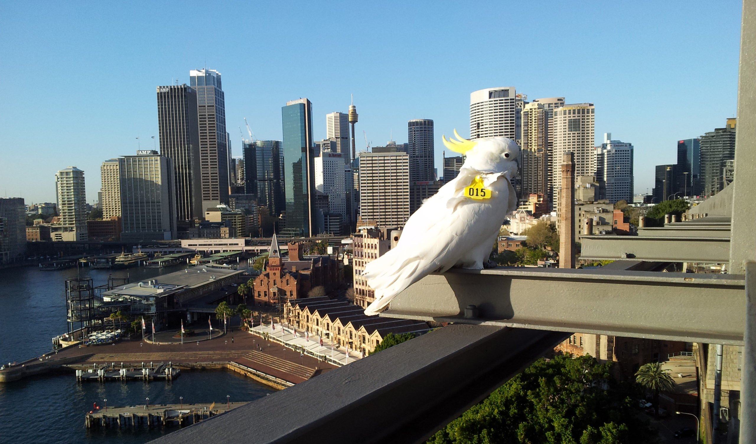 The challenges facing the city cockies - Australian Geographic