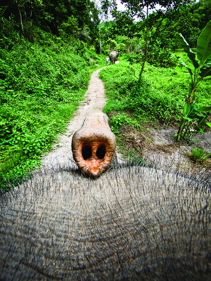 GALLERY: Portraits of pachyderms - Australian Geographic
