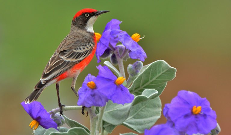Crimson chat bird on the hunt for some grub - Australian Geographic