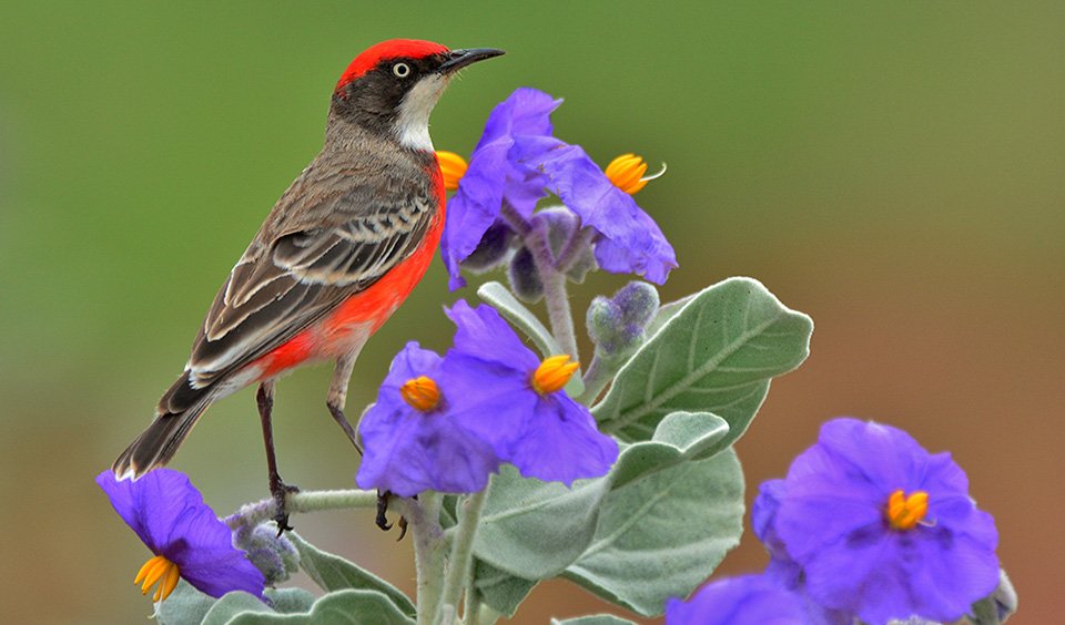Crimson chat bird on the hunt for some grub - Australian Geographic