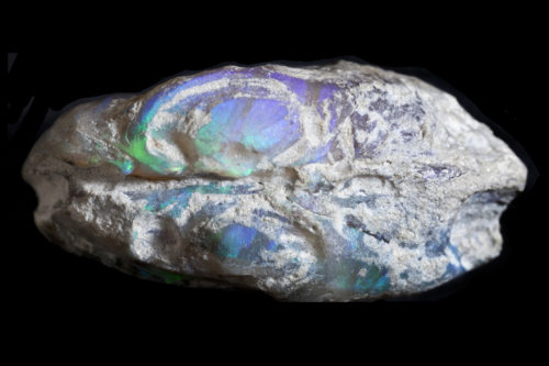 Lightning Ridge: opalised fossils - Australian Geographic