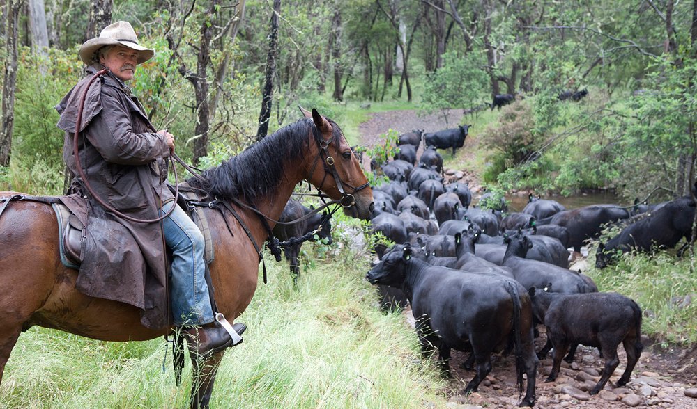 GALLERY: Australia's high country cattlemen - Australian Geographic