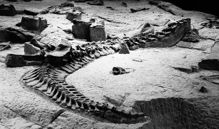 Uncovering dinosaurs in China - Australian Geographic