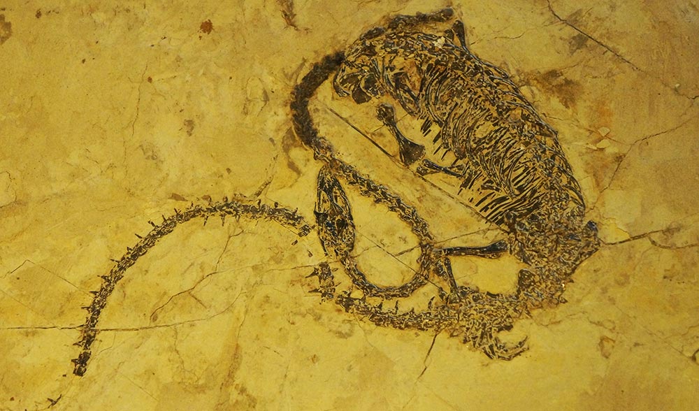 Uncovering dinosaurs in China - Australian Geographic