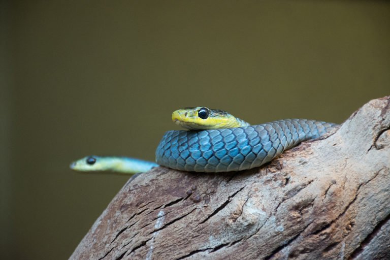 Two in the tree - Australian Geographic