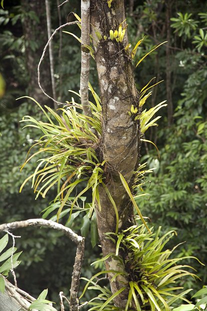 Gallery: Daintree National Park - Australian Geographic