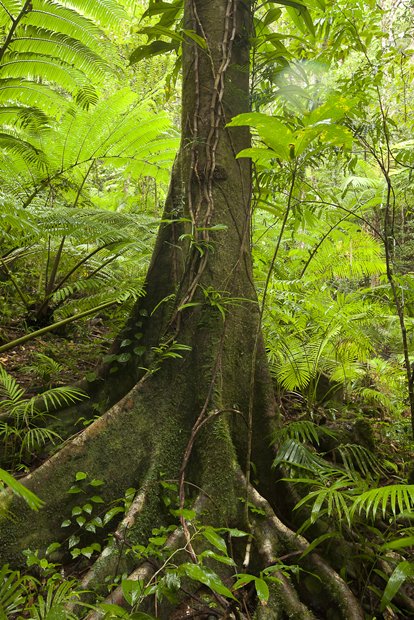 Gallery: Daintree National Park - Australian Geographic