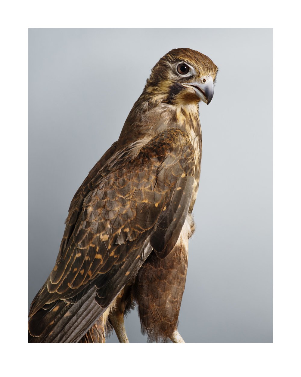 Predatory beauties: Portraits of Australian Raptors - Australian Geographic