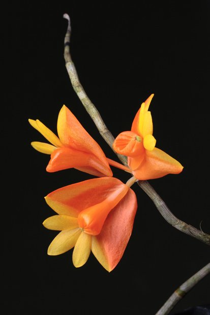 Gallery: World's first night-flowering orchid - Australian Geographic