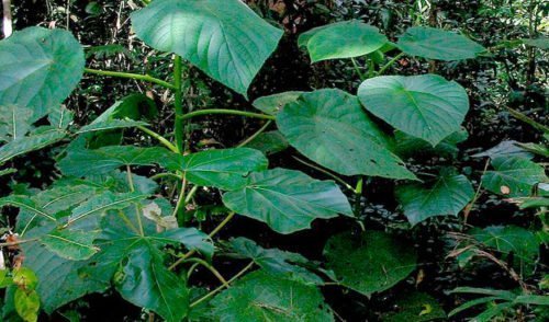 Gympie Gympie: Once stung, never forgotten - Australian Geographic