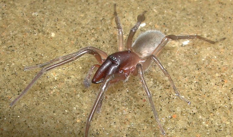 Newly discovered marine spider named in honour of Bob Marley ...