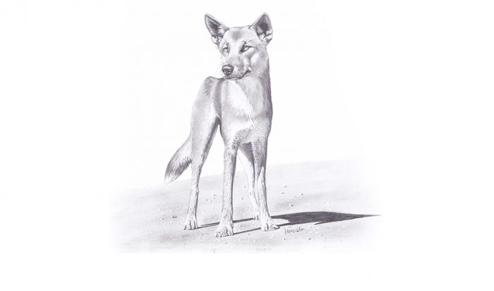 Dawn of the dingo - Australian Geographic