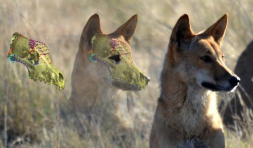 'Wild' dingo characteristics are genetically dominant - Australian ...