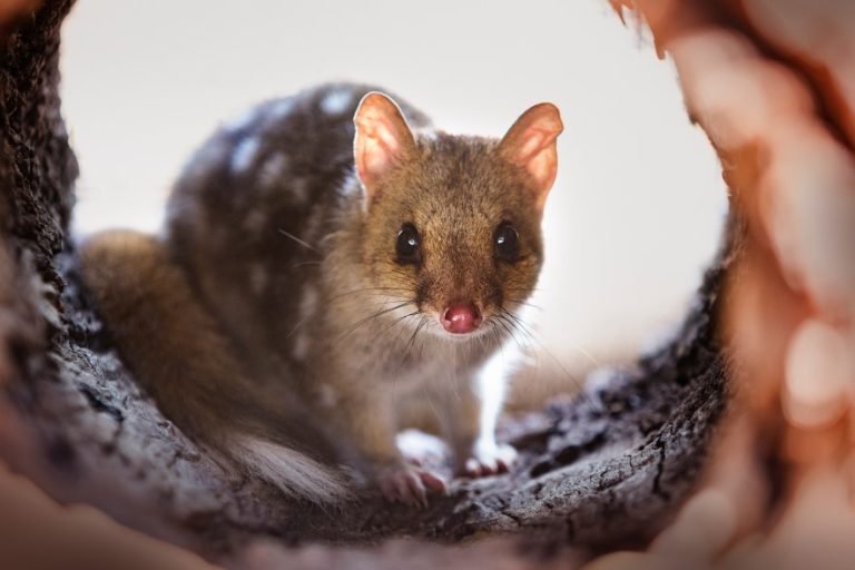 Eastern quolls breed in ACT for first time in 80 years - Australian ...