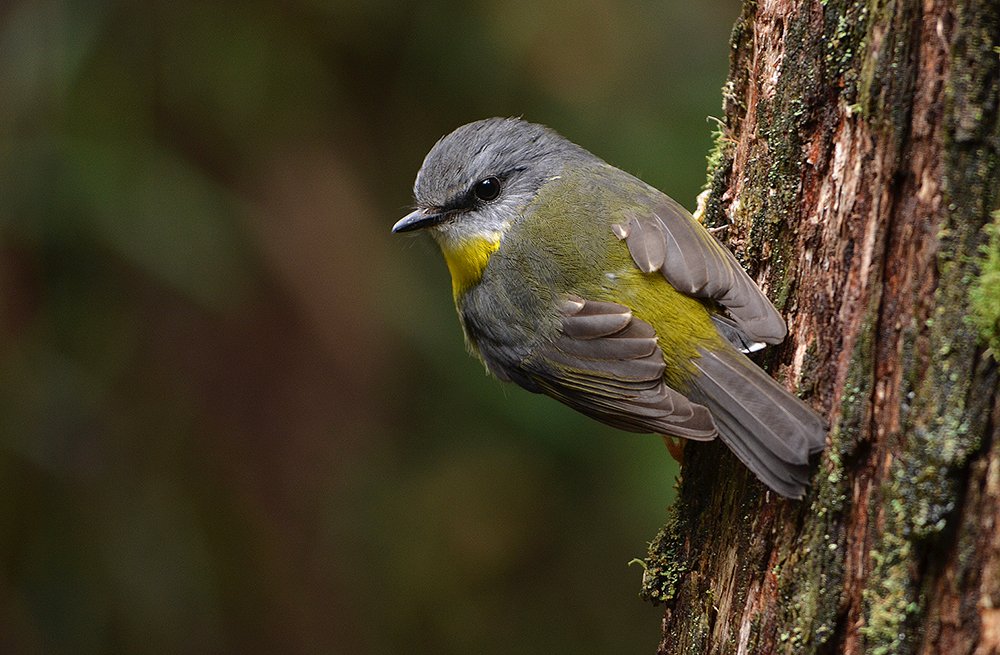 Little yellow robin among the mountain ash - Australian Geographic