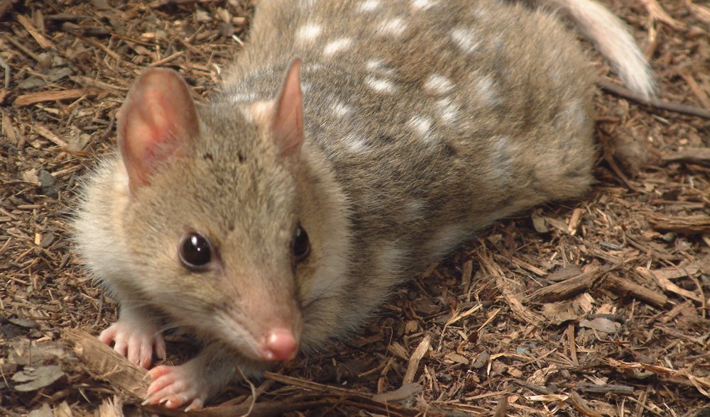 Quolls impacted by brief weather changes - Australian Geographic