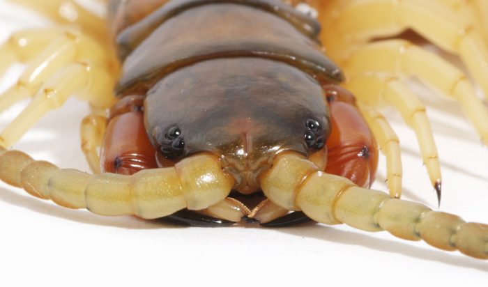 Centipede venom as strong as its pincers - Australian Geographic