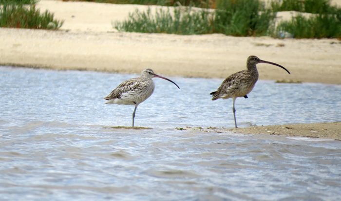 Rare shorebird found in Western Australia - Australian Geographic