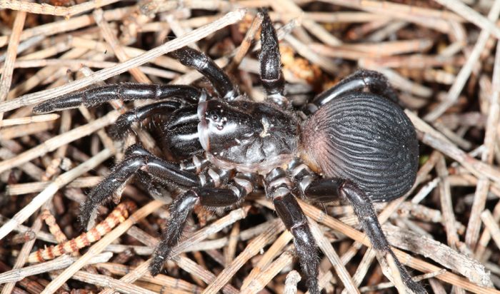 Fourteen new trapdoor spider species described in WA - Australian ...