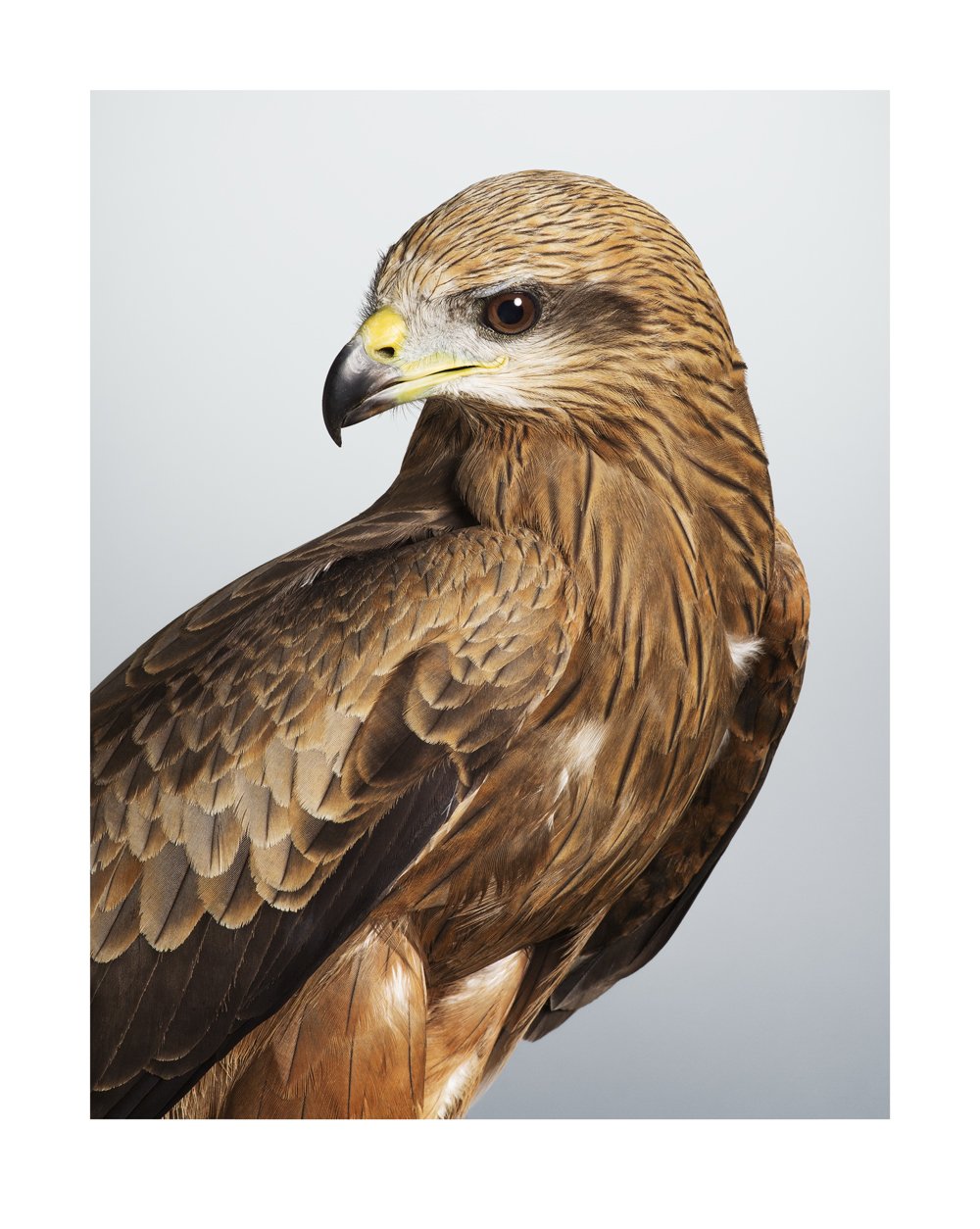 Predatory beauties: Portraits of Australian Raptors - Australian Geographic