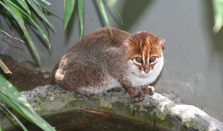 Flat-headed cat, the world's most threatened felines - Australian ...