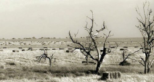 Gallery: Outback Ringers of the Top End - Australian Geographic