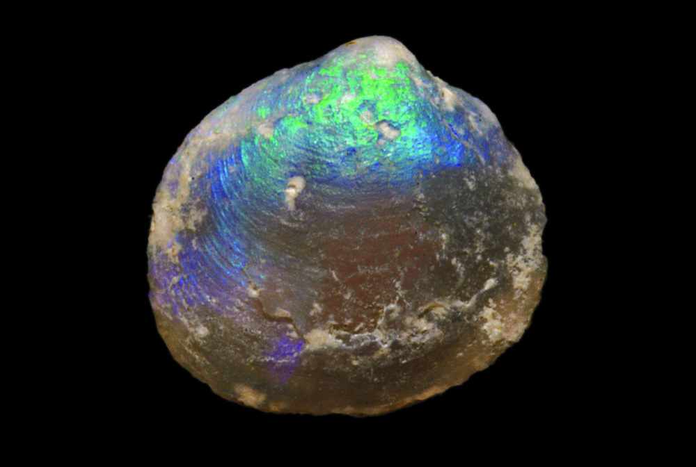 Lightning Ridge: opalised fossils - Australian Geographic