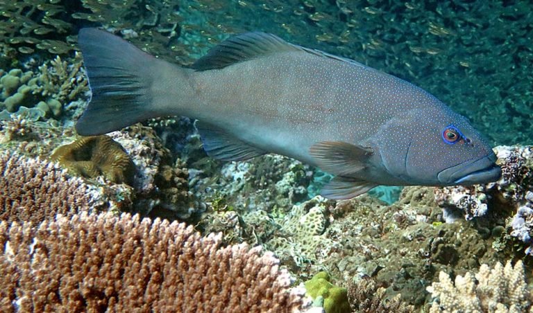 No-fishing zones breed stronger fish - Australian Geographic