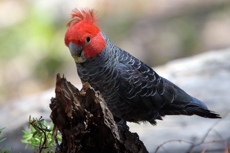 Urban birdwatching guide to Canberra - Australian Geographic
